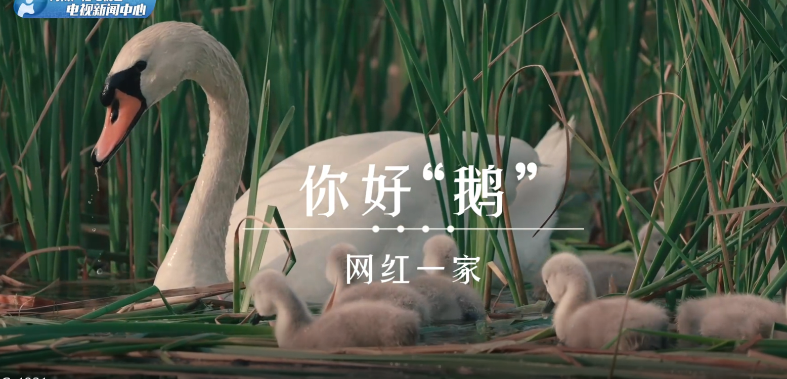 你好鹅被可爱到了近日郑州北龙湖网红天鹅夫妇喜提9只幼崽